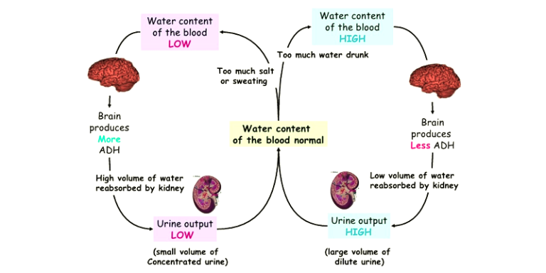 Excretion and Osmoregulation Grade 11 (Class 11) notes pdf » My Courses