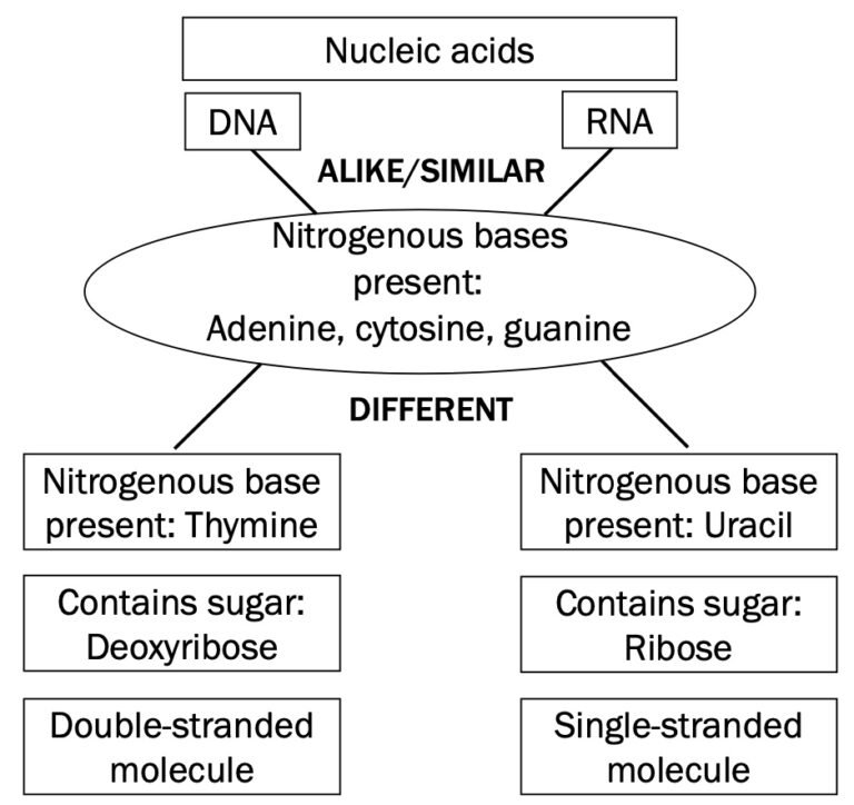 The structure of DNA and RNA Grade 12 Life Sciences Notes with ...