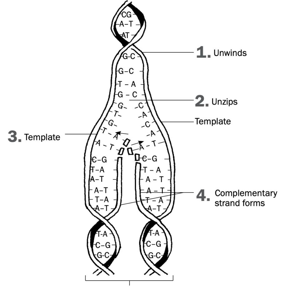 DNA replication and its significance Grade 12 Life Sciences Notes with ...