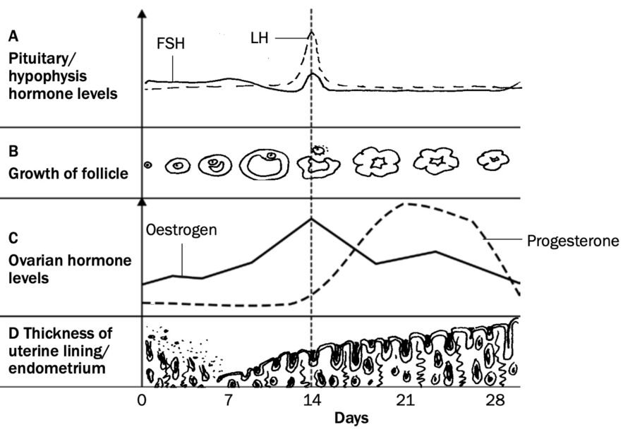 Hormonal control of the menstrual cycle Grade 12 Life Sciences Notes ...