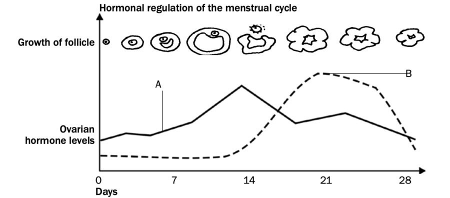Menstrual cycle Grade 12 Life Sciences Notes with Activities Questions ...