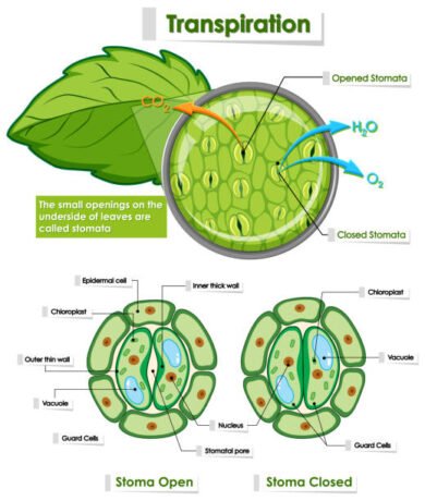 The organelle through which water and carbon dioxide enter the leaf of ...
