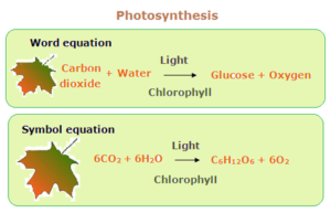 Writing Down the Word Equation for Photosynthesis - Life Sciences Q & A ...